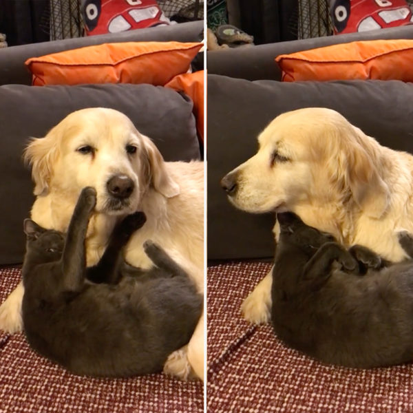 Midas X-24, the Kitty With Four Functional Ears and a White Heart