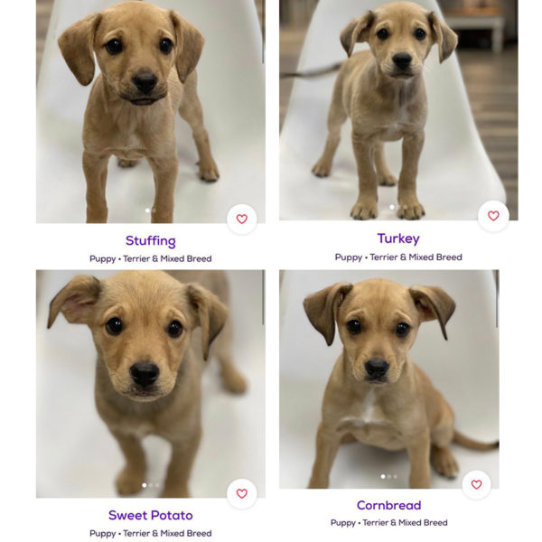 Creative and Wacky Pet Names Shared by Twitter Page 'Petfinder Names'