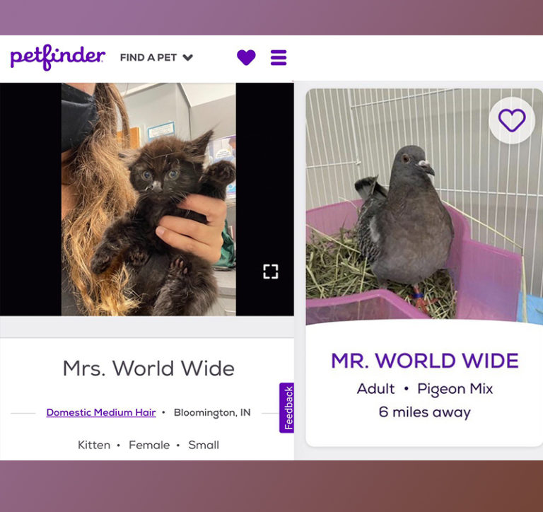 Creative and Wacky Pet Names Shared by Twitter Page 'Petfinder Names'