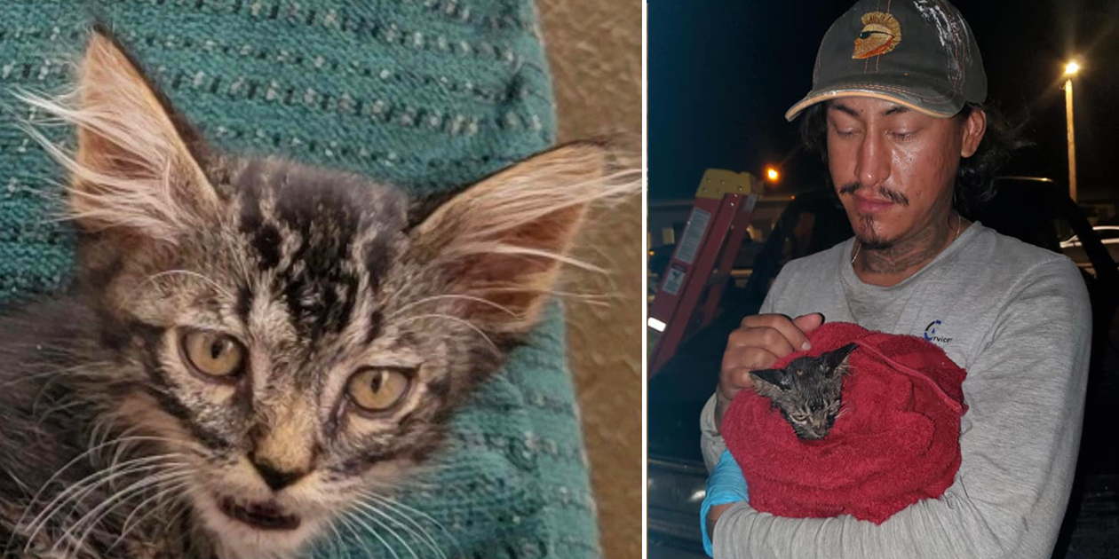 Kitten Named Gremlin Nearly Washed Away – Gets Amazing Rescue