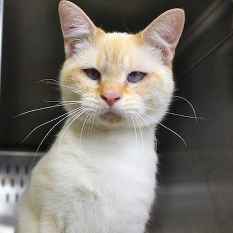 Animal Center Foundation Saves 'Squints' from Rare Eye Condition