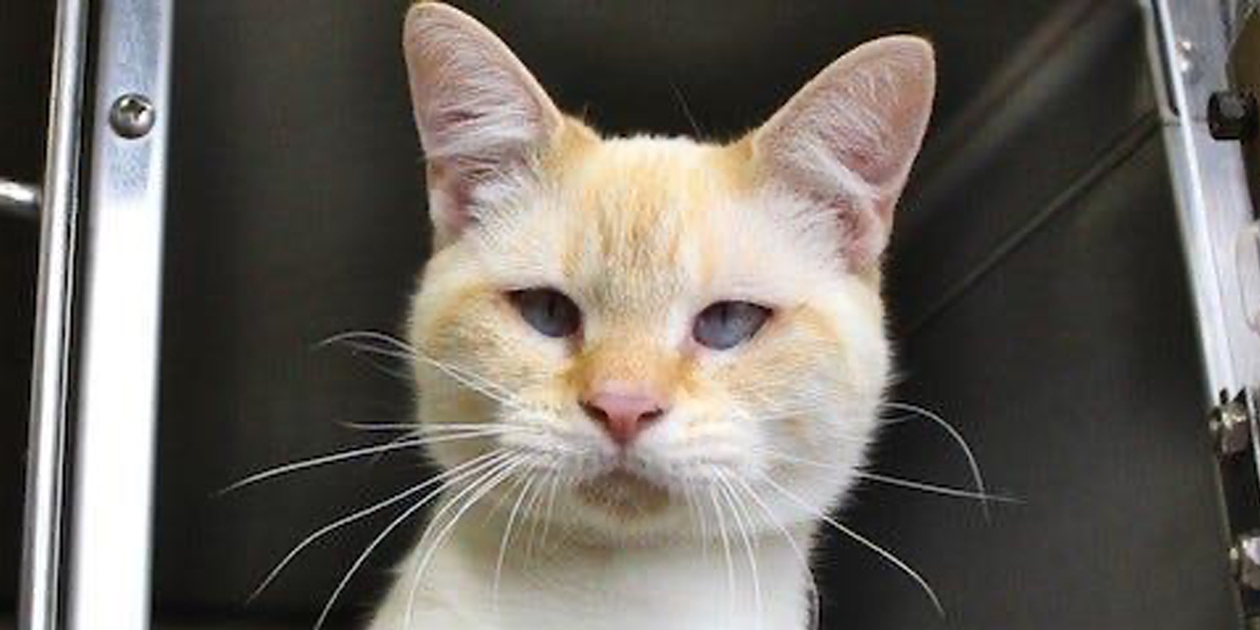 Animal Center Foundation Saves 'Squints' from Rare Eye Condition