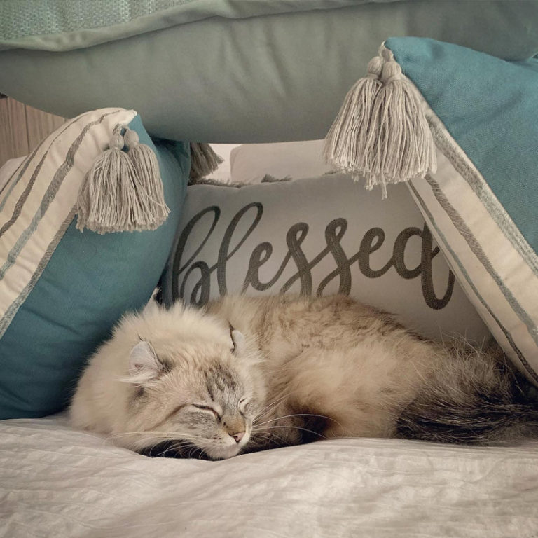 Tater Tot, Cat with Radial Hypoplasia Lives a Full Life