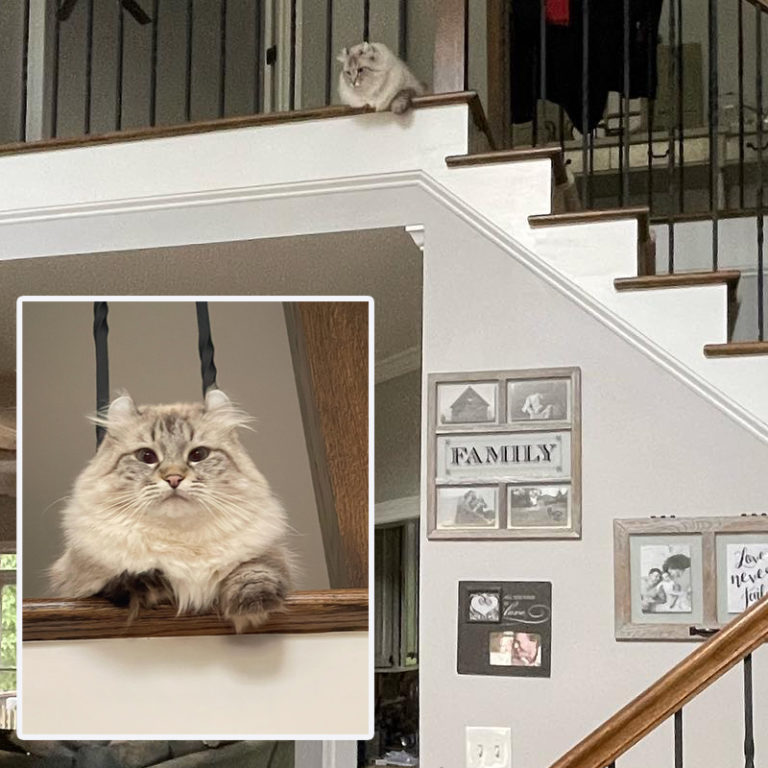 Tater Tot, Cat with Radial Hypoplasia Lives a Full Life