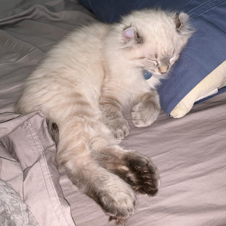 Tater Tot, Cat Born with Radial Hypoplasia Lives a Full Life Thanks to Rescuers – Just Pawsome Pets