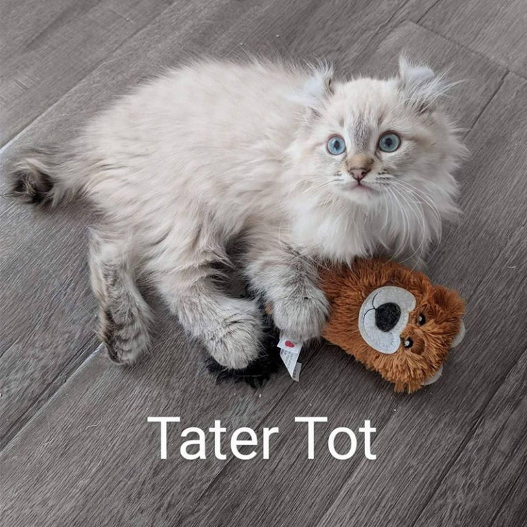 Tater Tot, Cat Born with Radial Hypoplasia Lives a Full Life Thanks to ...