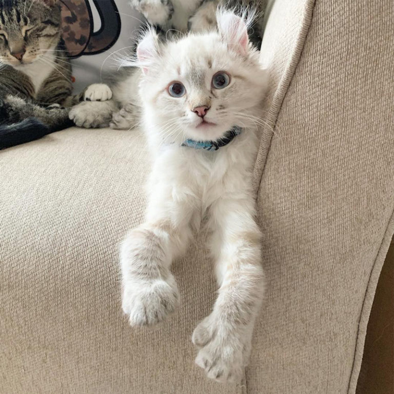 Tater Tot, Cat with Radial Hypoplasia Lives a Full Life