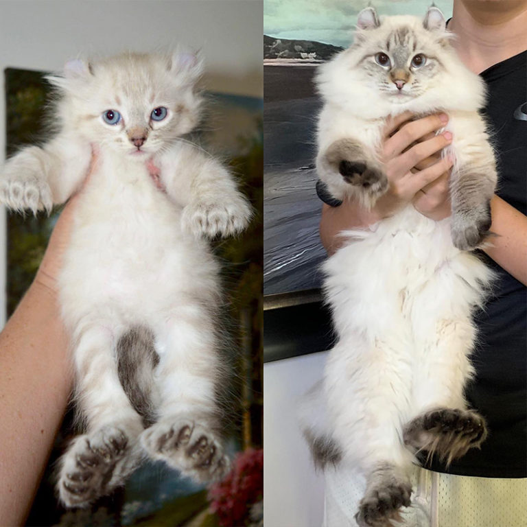 Tater Tot, Cat with Radial Hypoplasia Lives a Full Life