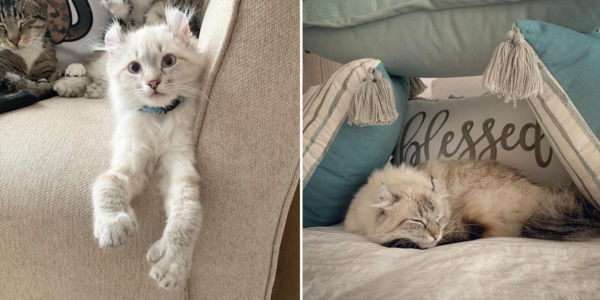 Tater Tot, Cat with Radial Hypoplasia Lives a Full Life