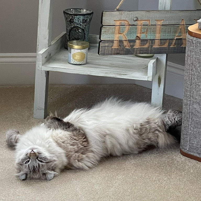 Tater Tot, Cat with Radial Hypoplasia Lives a Full Life