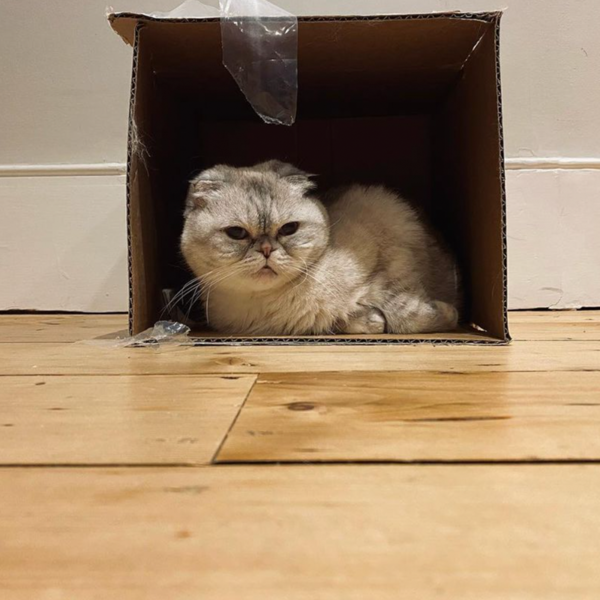 Taylor Swift Proudly Comes Out as an Official ‘Cat Lady’
