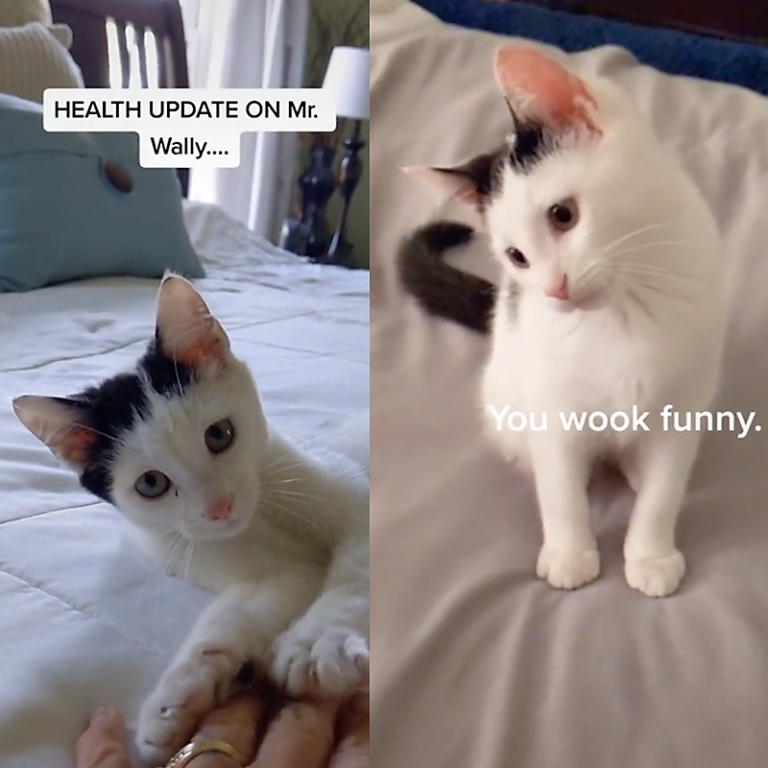 Woman Finds Mewing Kitten in Walmart Holiday Aisle – Names Him Wally