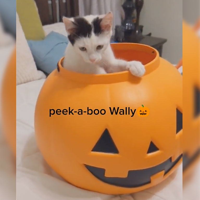 Woman Finds Mewing Kitten in Walmart Holiday Aisle – Names Him Wally