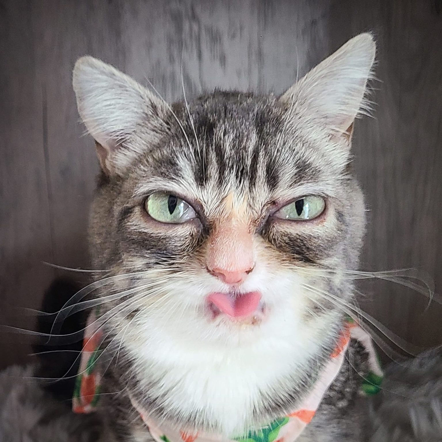 A Few of Our Favorite Grumpy Cats and Kittens