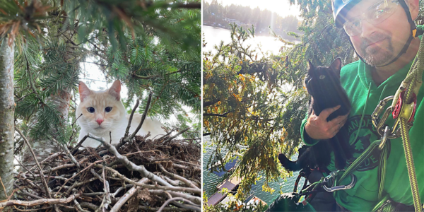 Canopy Cat Rescue Saves Cats from Incredible Heights in the Treetops