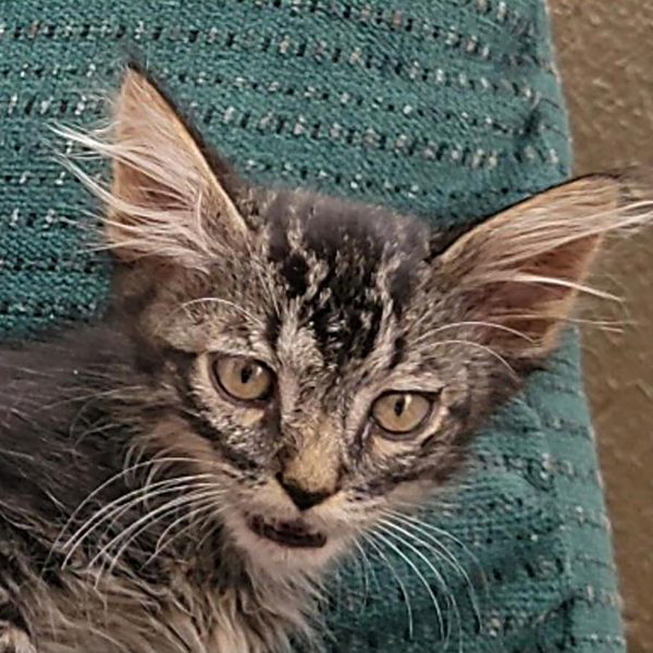 Kitten Named Gremlin Nearly Washed Away – Gets Amazing Rescue