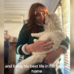 Video Shows Exact Moment Stray Albert Realizes He'll Be Loved Forever