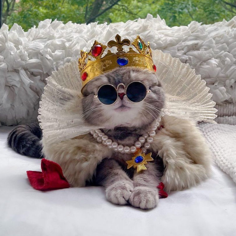 Street Cat Benson from Dubai Becomes United States Modeling Star