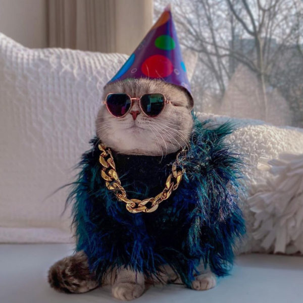 Street Cat Benson from Dubai Becomes United States Modeling Star