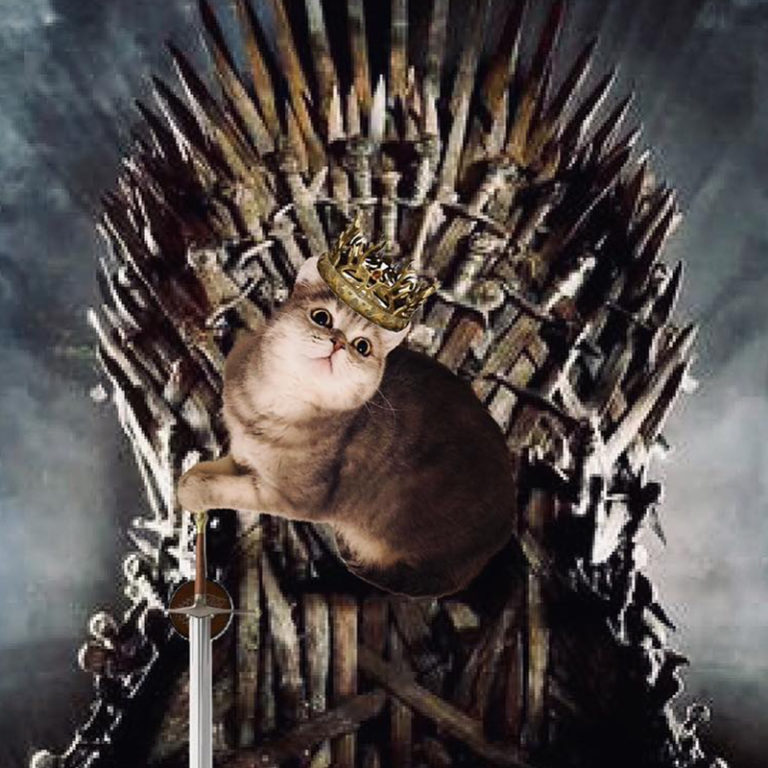 Street Cat Benson from Dubai Becomes United States Modeling Star