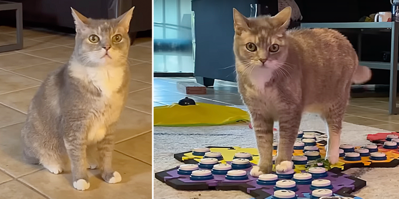 Billi, the Talking Cat's Clever Way of Pushing Mom's Buttons