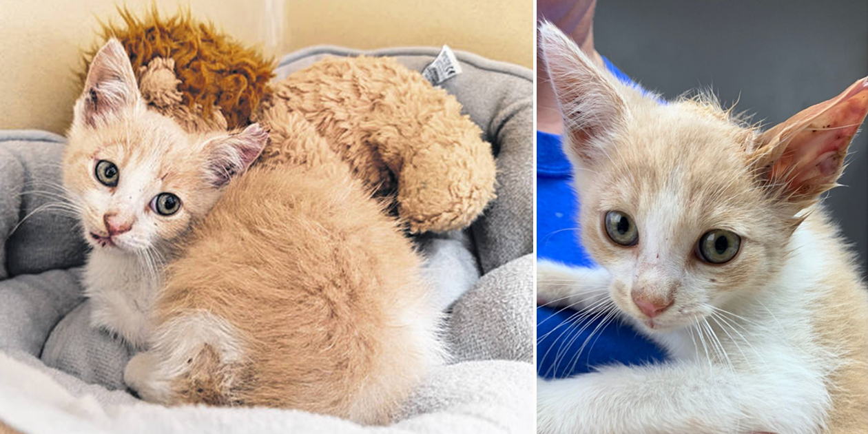Witness Saves Bravo the Kitten after Seeing Him Tossed from Moving Car