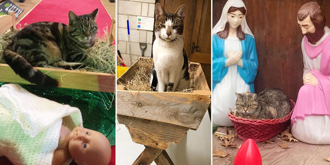 Cats in Nativity Scenes Seen All Around the World