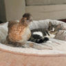 Kitten Named Duck Purrfectly Adapted to Life on Two Legs