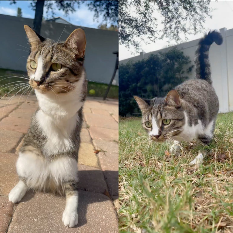 Kitten Named Duck Purrfectly Adapted to Life on Two Legs
