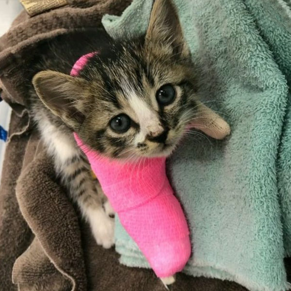 Kitten Named Duck Purrfectly Adapted to Life on Two Legs