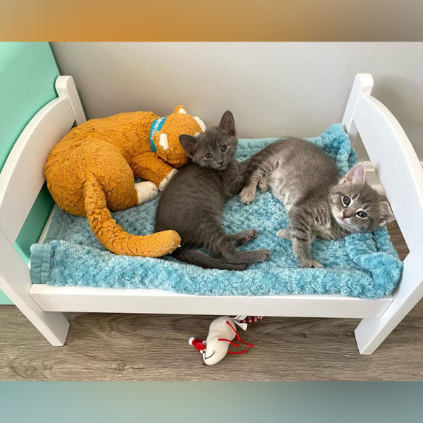A Love Story of Winnie the Kitten and Her Beloved Stuffed Wolf Toy