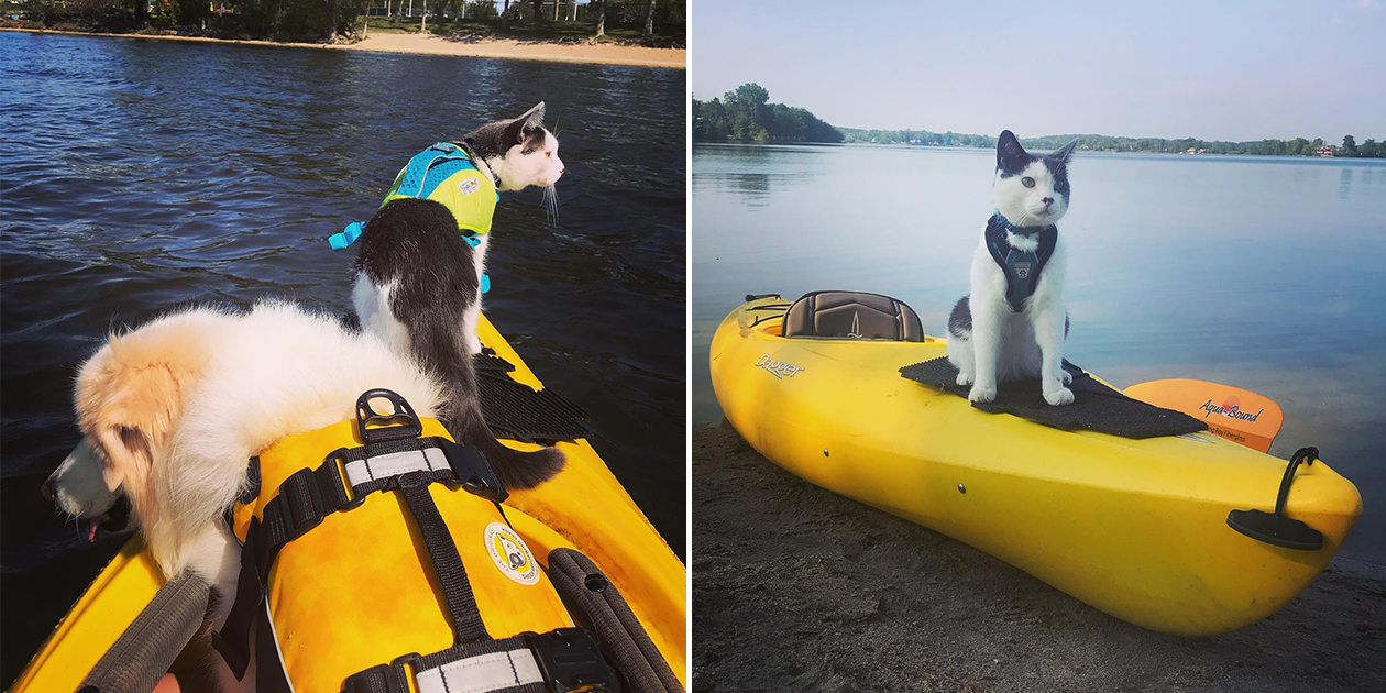 How Mr. Munchkin the Feline Adventurer Learned to Love Kayaking