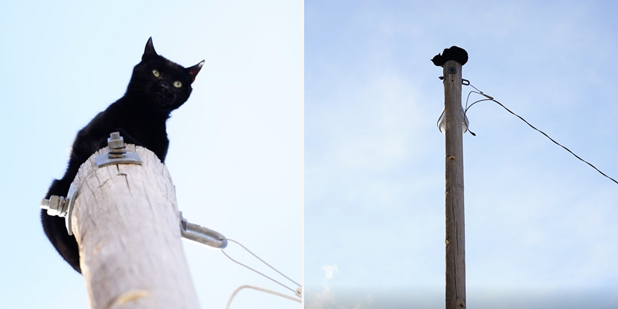 Community Rallies to Save 'Panther' Perched Atop Light Pole for Days