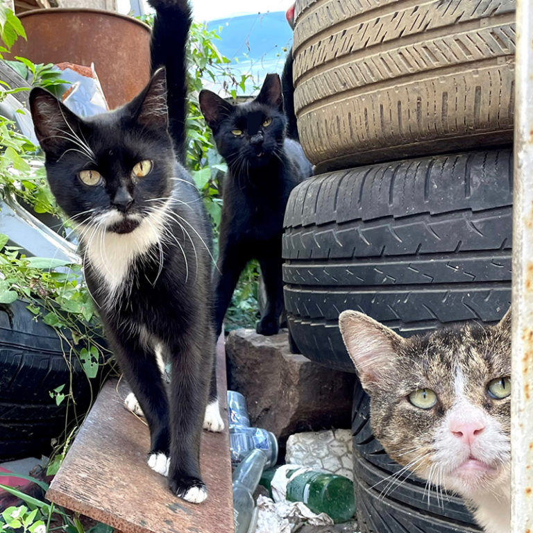 Philly Rescuers Save Honda the Kitten from Car Motor