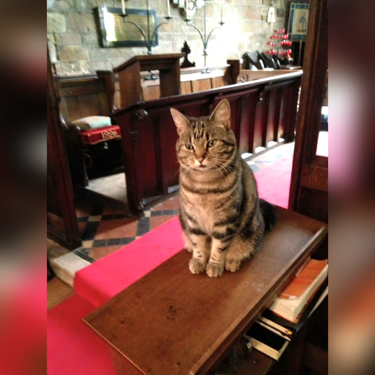 Cats in Nativity Scenes Seen All Around the World