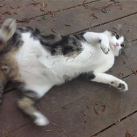 Sharoo Found 900+ Miles From Home on Couch in Neighbor's Moving Van