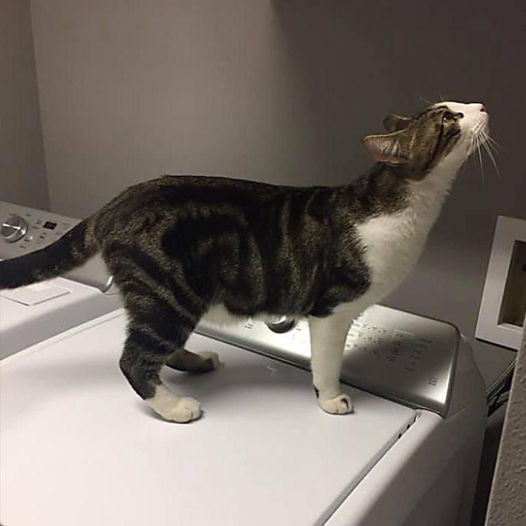 Sharoo Found 900+ Miles From Home on Couch in Neighbor's Moving Van