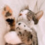 A Love Story of Winnie the Kitten and Her Beloved Stuffed Wolf Toy