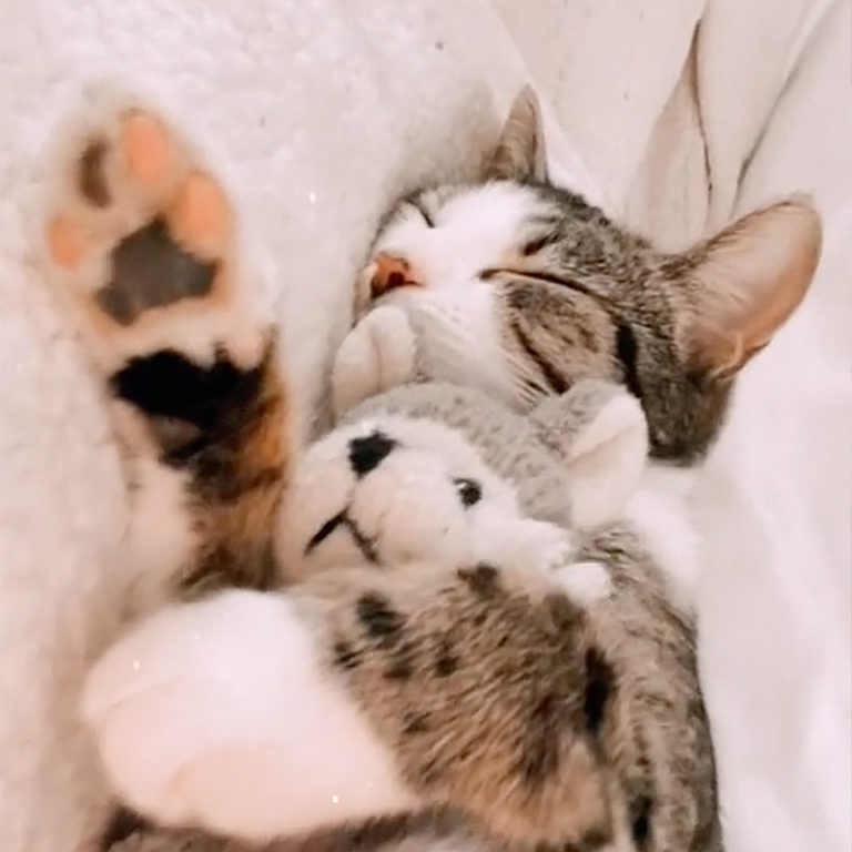 A Love Story of Winnie the Kitten and Her Beloved Stuffed Wolf Toy
