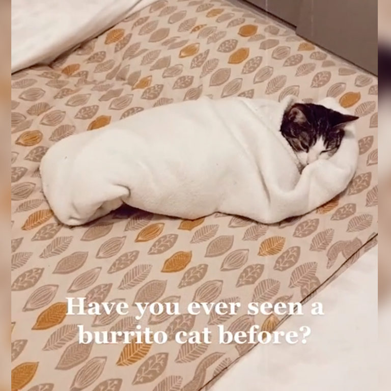 A Love Story of Winnie the Kitten and Her Beloved Stuffed Wolf Toy