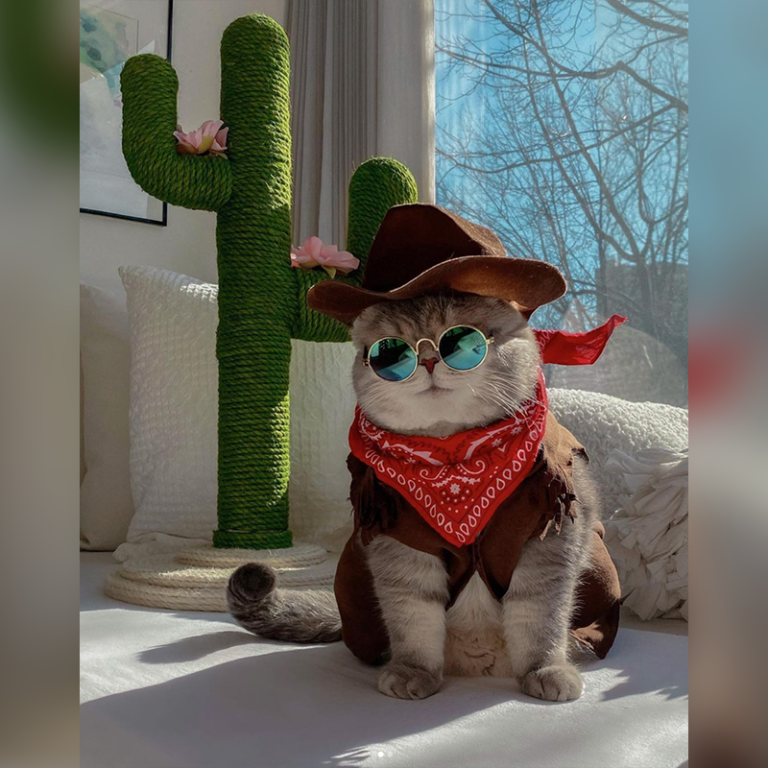 Street Cat Benson from Dubai Becomes United States Modeling Star