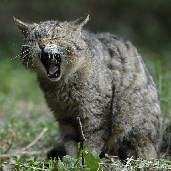Is Your Cat a Psychopath? Researchers Create Questionnaire for Owners