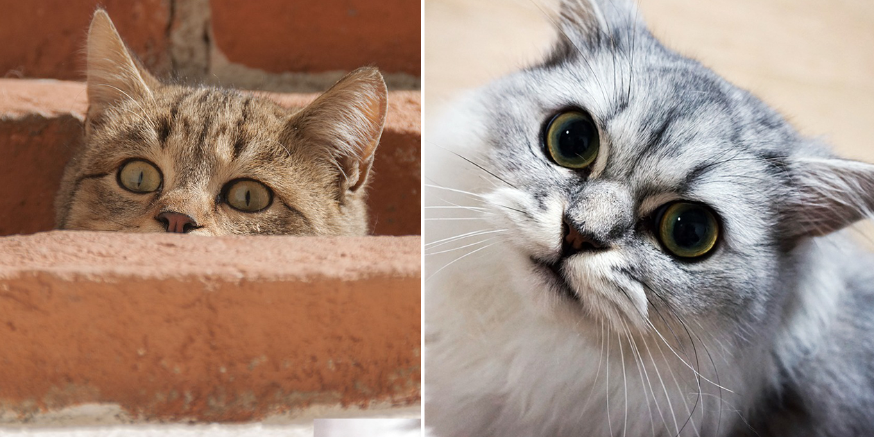 Is Your Cat a Psychopath? Researchers Create Questionnaire for Owners