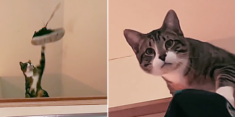 Hilarious Cat Can Catch Anything-including TikTok Fans
