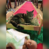 Cats in Nativity Scenes Seen All Around the World
