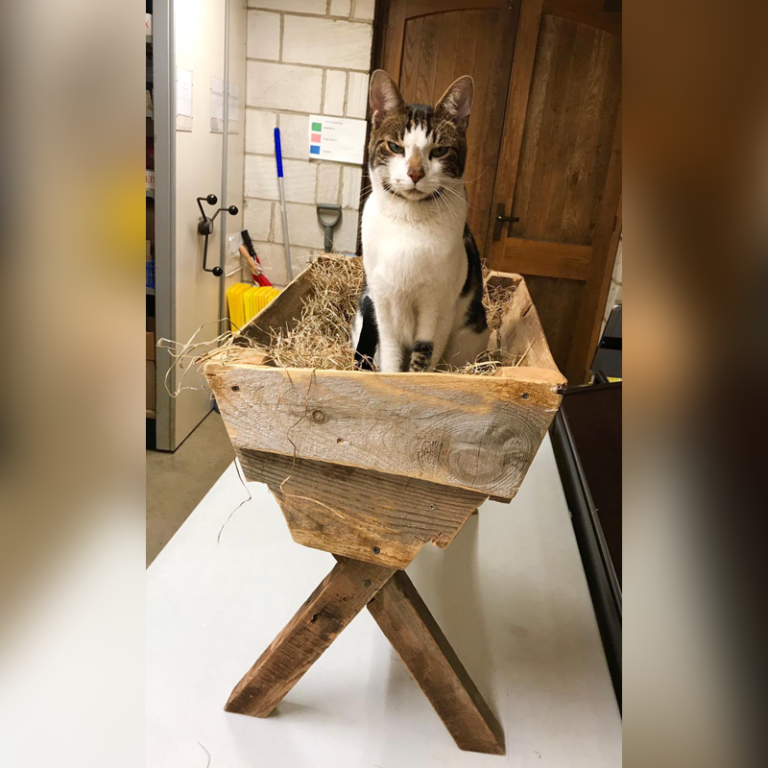 Cats in Nativity Scenes Seen All Around the World