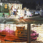 Cats in Nativity Scenes Seen All Around the World