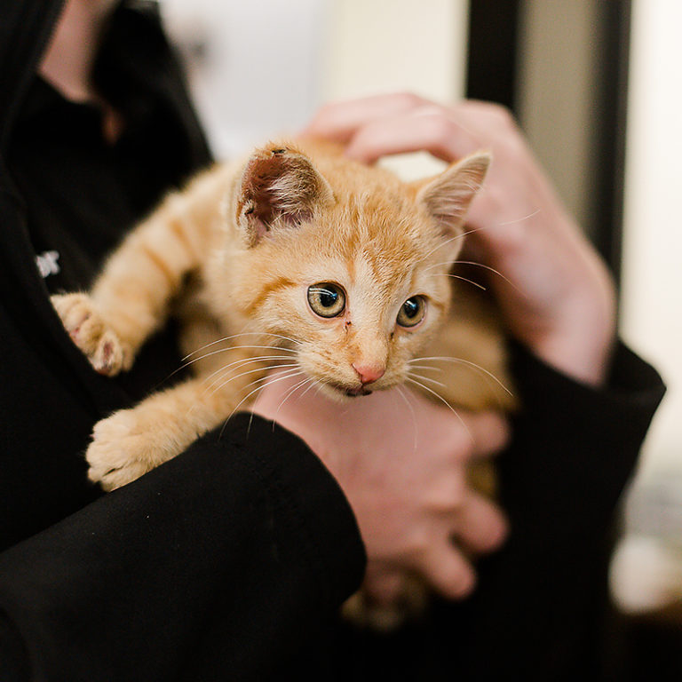 How Did She Even Get There? Tiny Tabby Rescued from Highway Beam