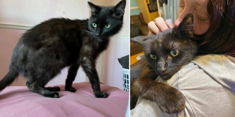 Mom Recognizes Missing Cat Barnaby While Hearing Meows Over Phone