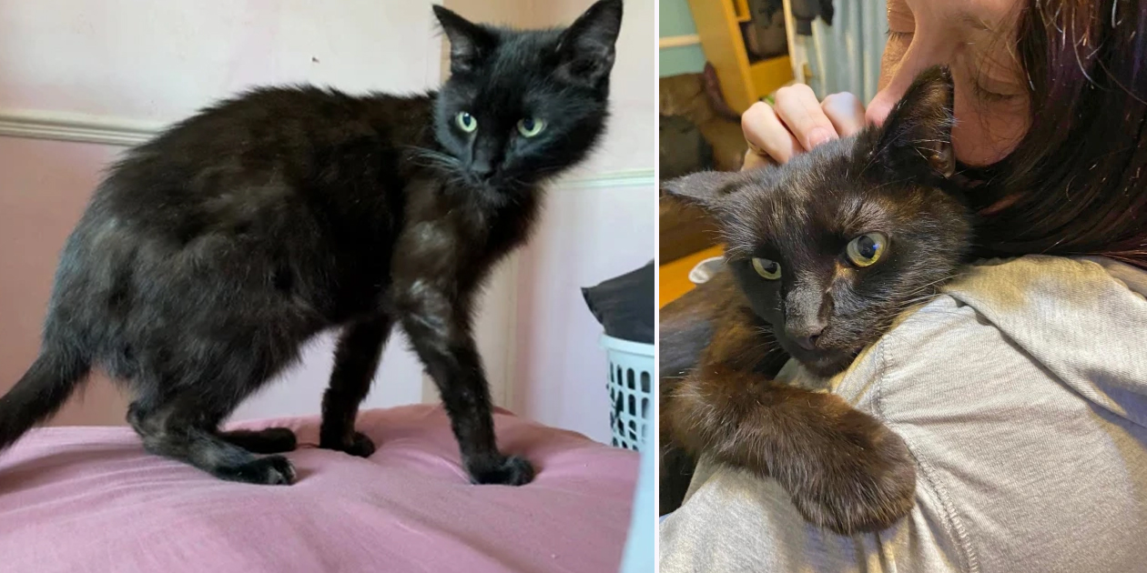 Mom Recognizes Missing Cat Barnaby While Hearing Meows Over Phone